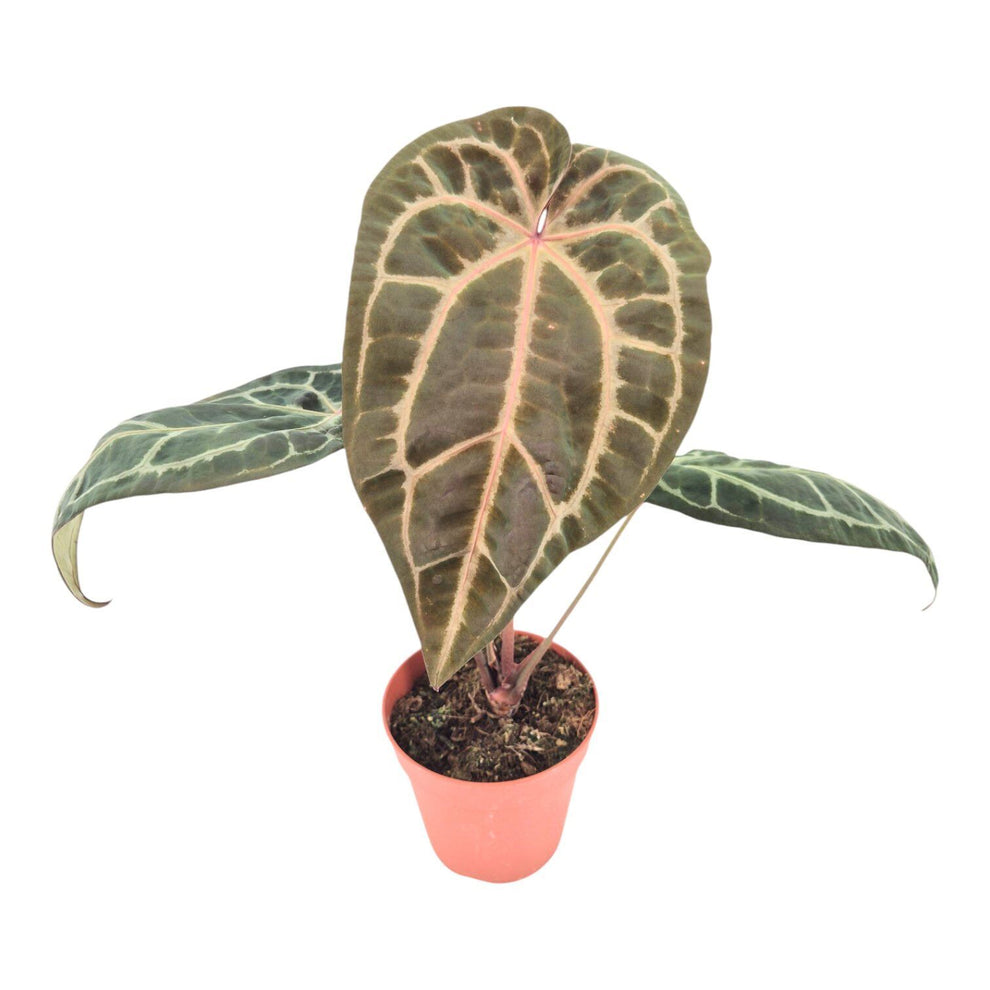 Anthurium DocBlock Anthurium Zara® '29' X Zara® '3' – Emm's Plant House