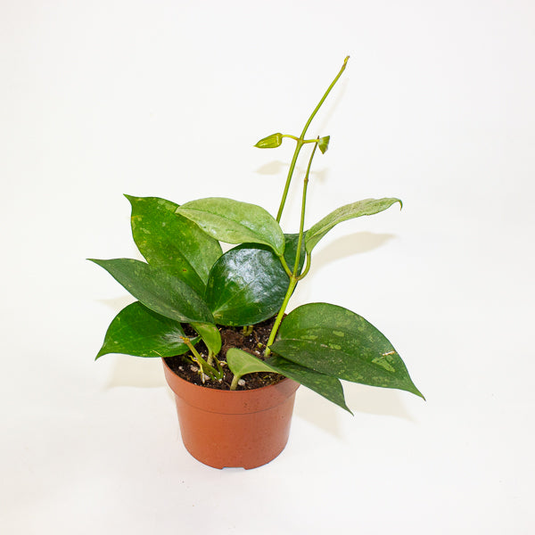 Hoya Macrophylla Silver Splash 12cm H20cm – Emm's Plant House