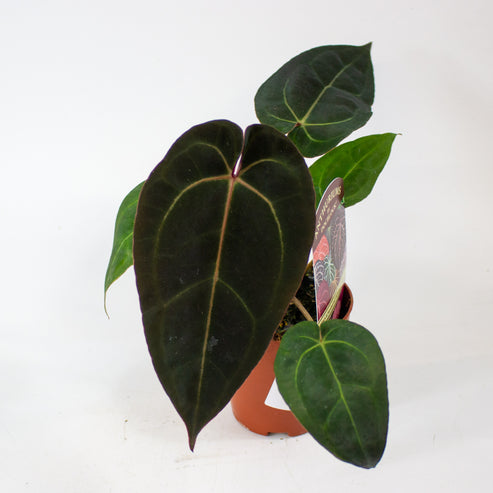 DocBlock Anthurium Dark & Handsome® '9' X Darth Vader® '75' 9cm H15cm ...