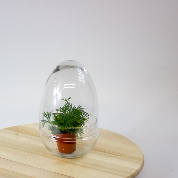 Glass Egg Terrarium Kit – Emm's Plant House