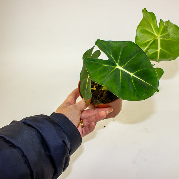 Alocasia micholitziana ROUND TYPE 8cm H10cm – Emm's Plant House